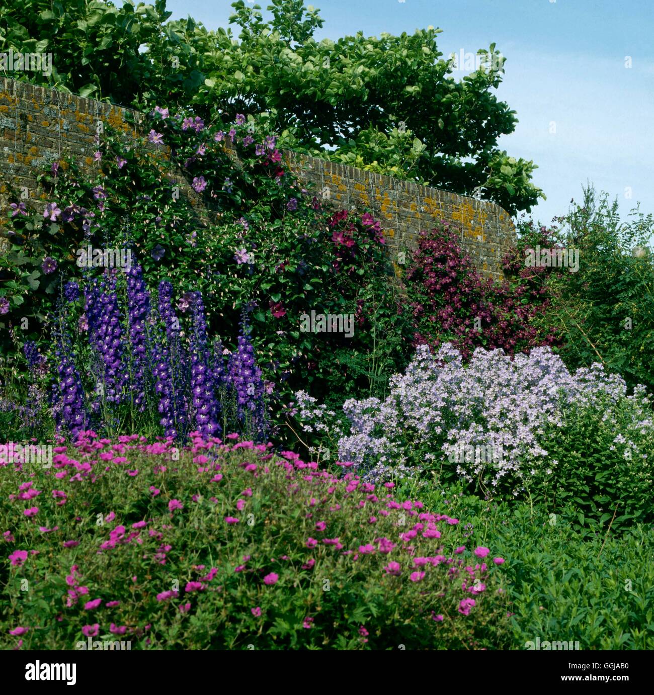 Sissinghurst NT - Cranbrook Kent- - The Purple Border- - Please credit ...