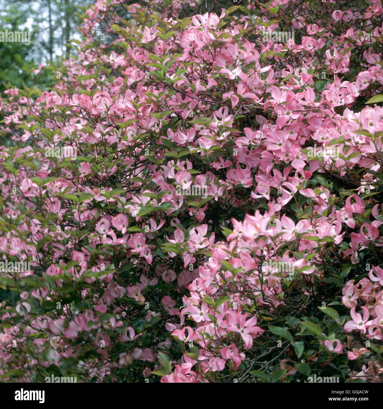 Cornus florida - f. rubra GDN088834 Stock Photo - Alamy