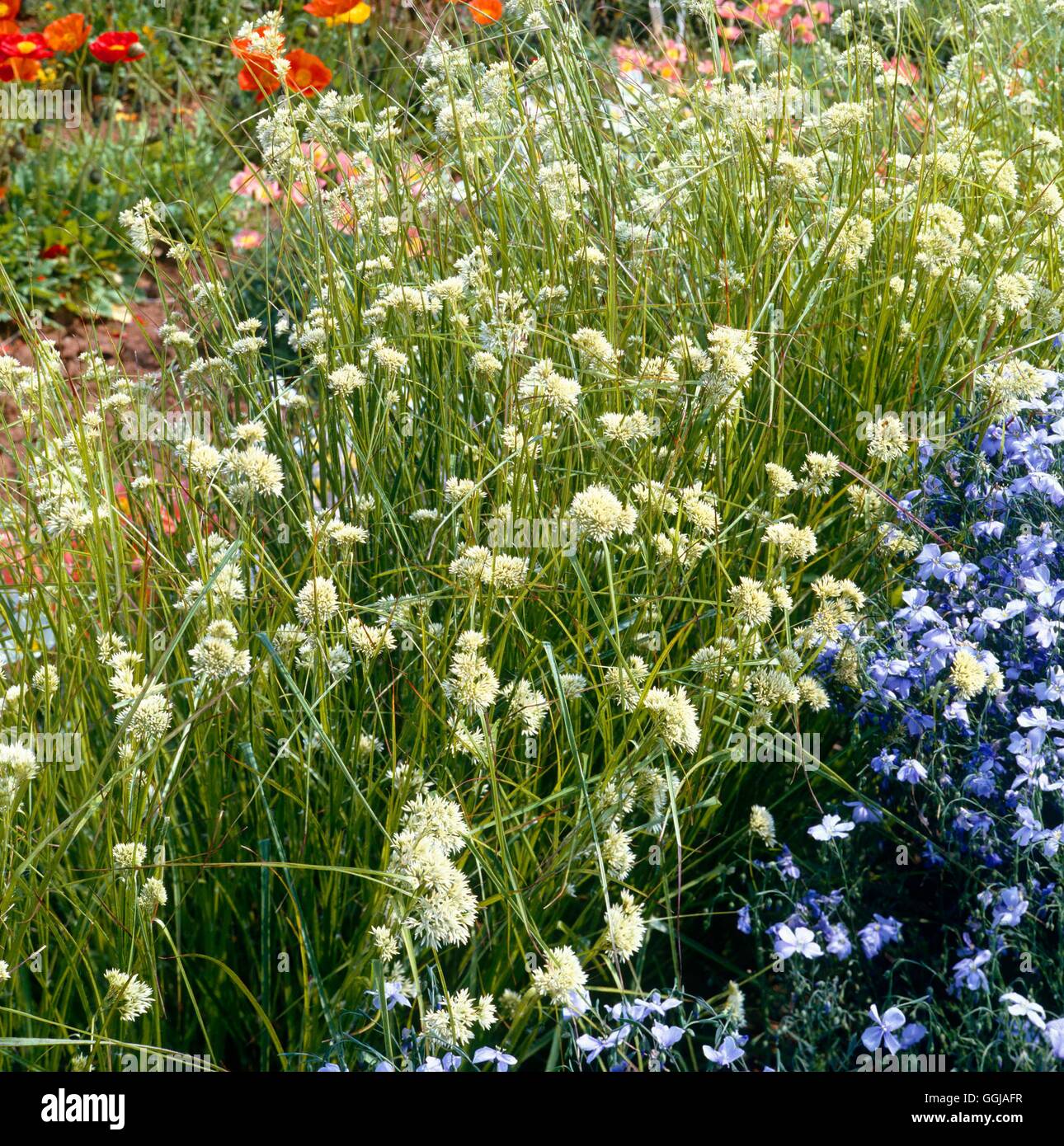 Luzula nivea GRA001478 Stock Photo - Alamy