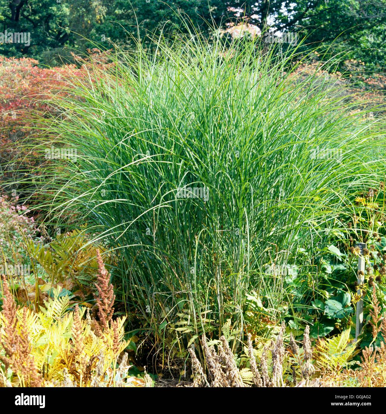 Miscanthus sinensis - `Gracillimus' GRA002886 Stock Photo - Alamy