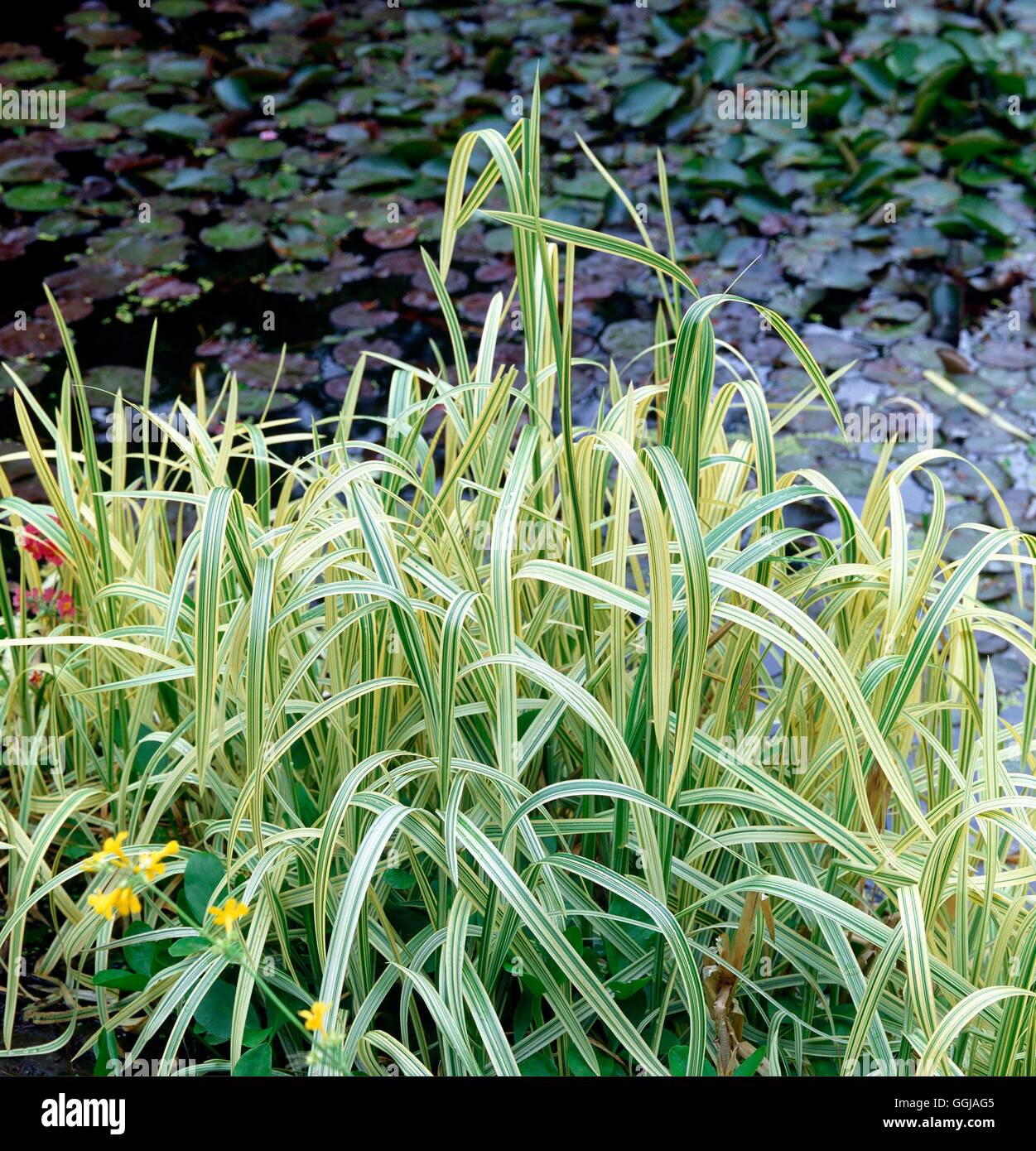 Glyceria maxima hi-res stock photography and images - Alamy