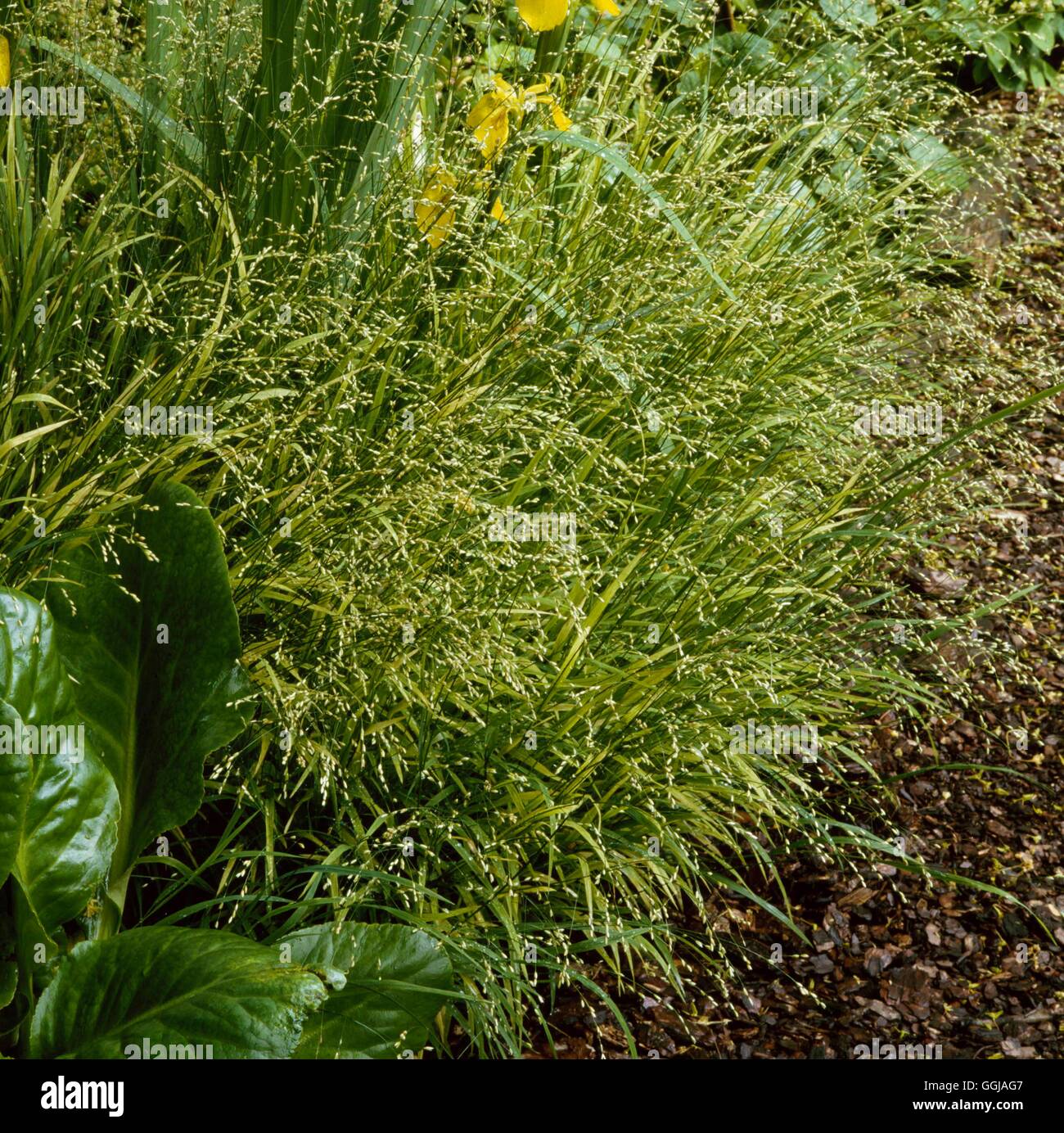Melica uniflora albida hi-res stock photography and images - Alamy
