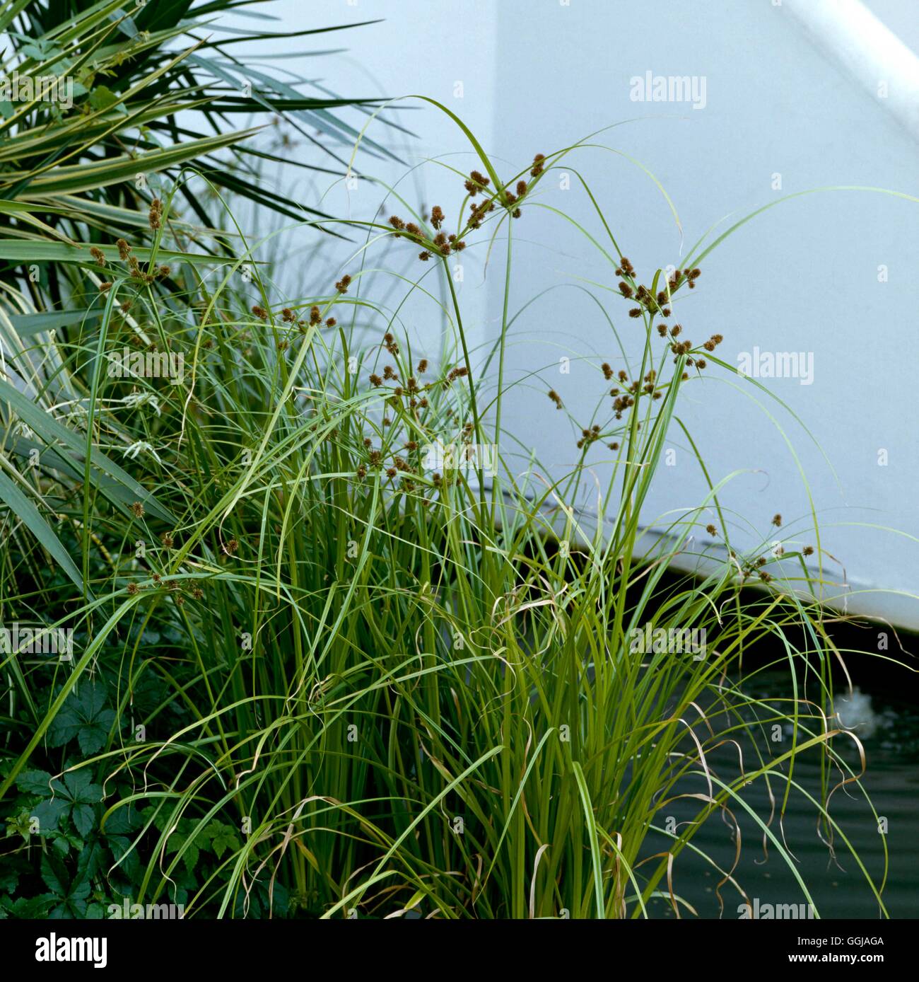 Cyperus grass cyperuslongus galingale grasses gra011765 gra011765 hi ...