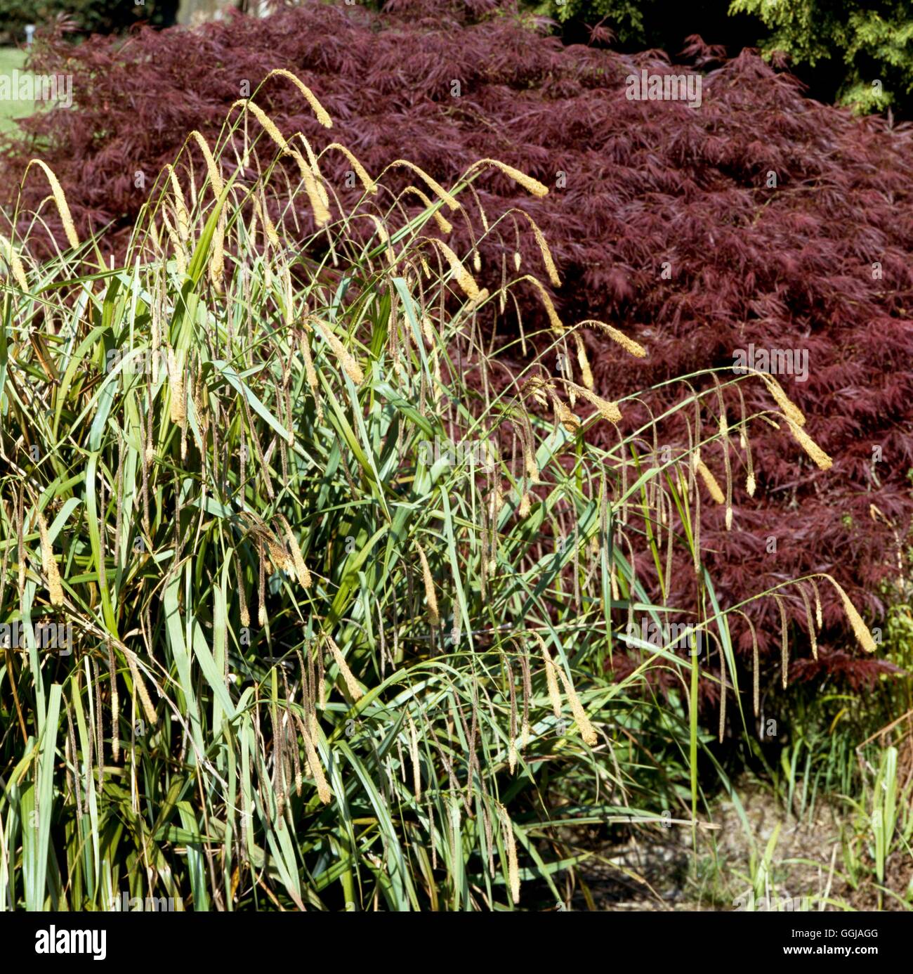 Carex pendula - Giant Sedge GRA012320 Stock Photo - Alamy