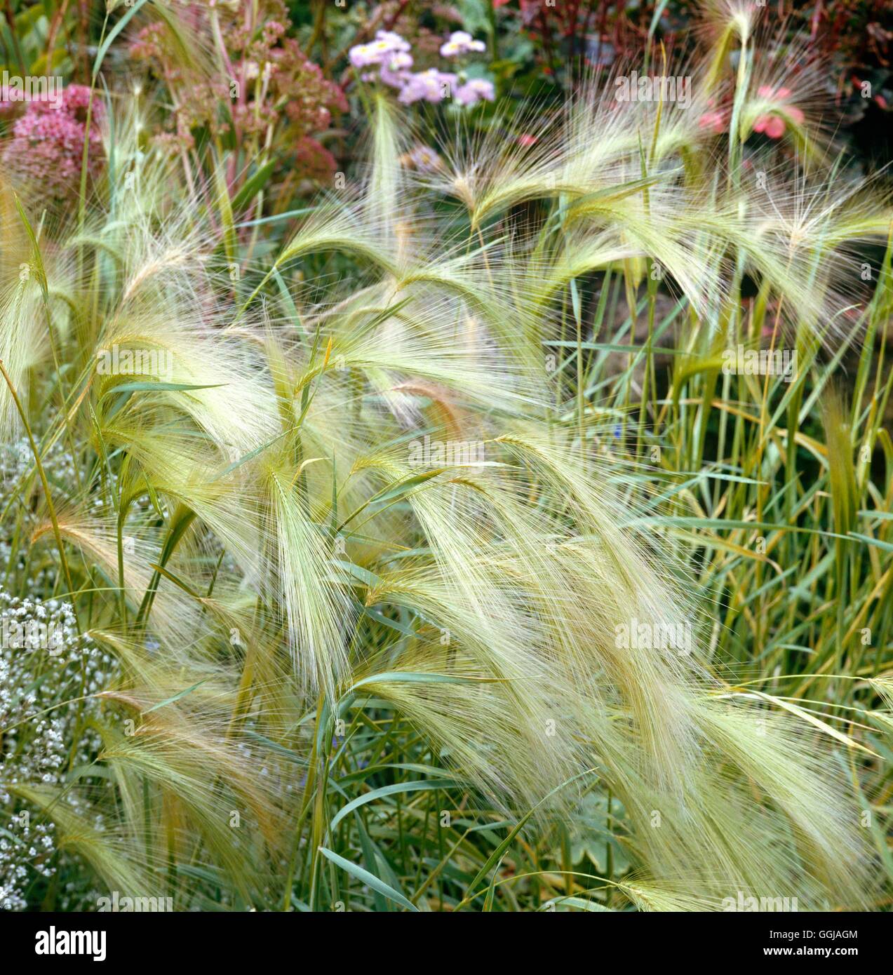 Hordeum jubatum hi-res stock photography and images - Alamy