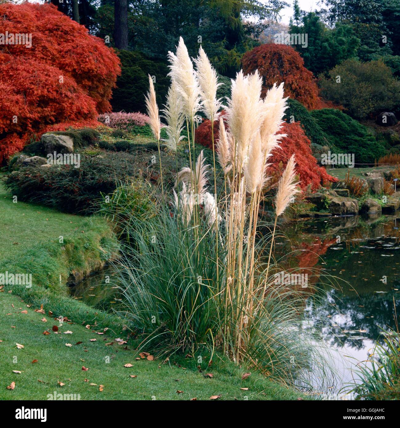 Cortaderia selloana - Pampas Grass GRA041531 Stock Photo - Alamy