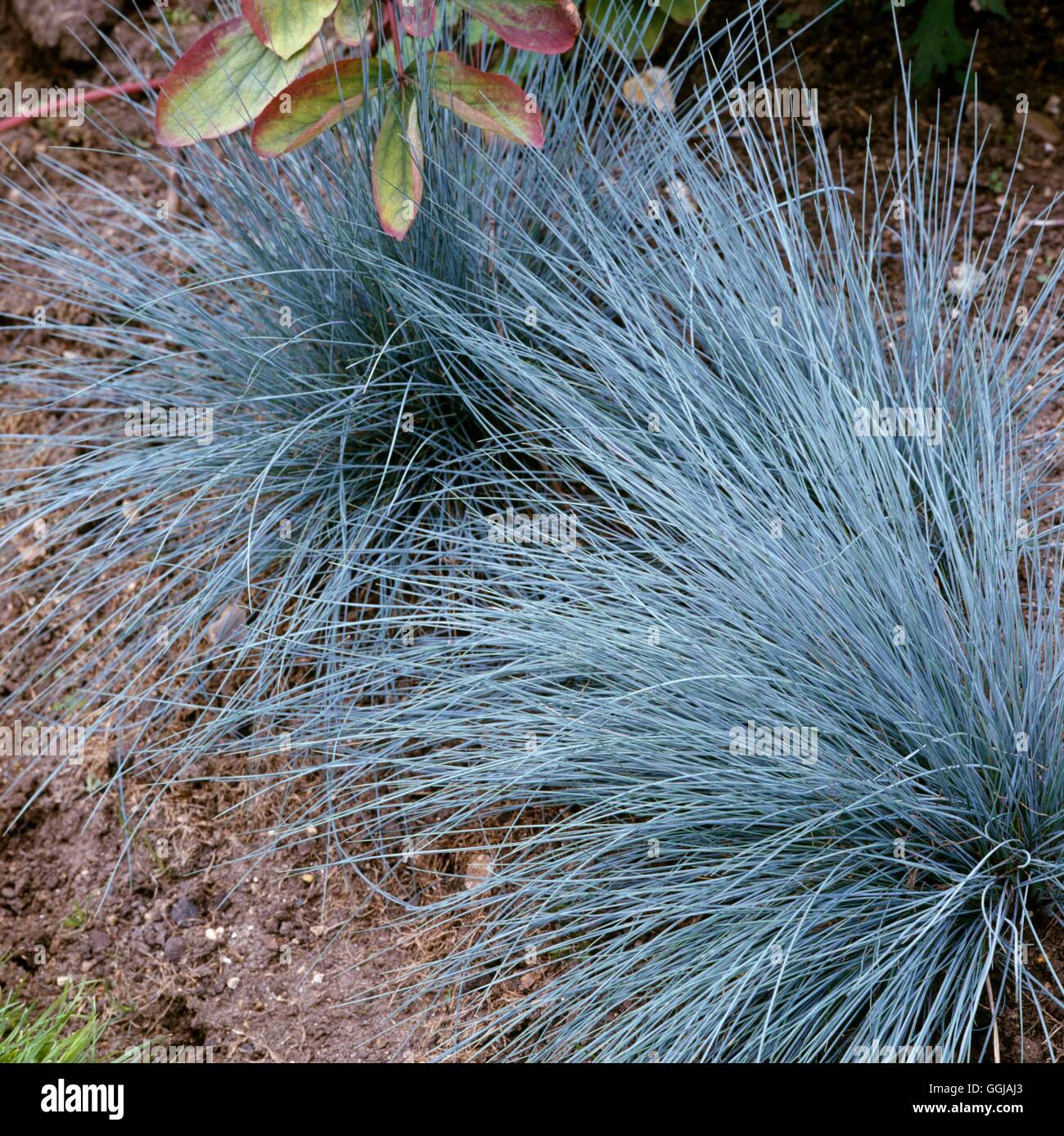 Festuca glauca hi-res stock photography and images - Alamy