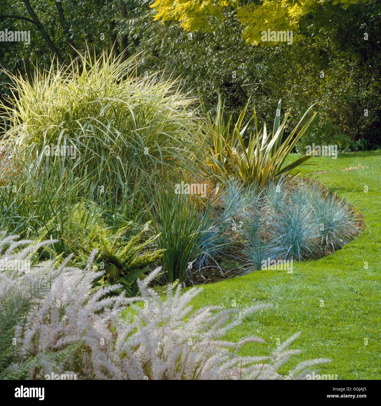 Ornamental grasses border grasses hi-res stock photography and images ...