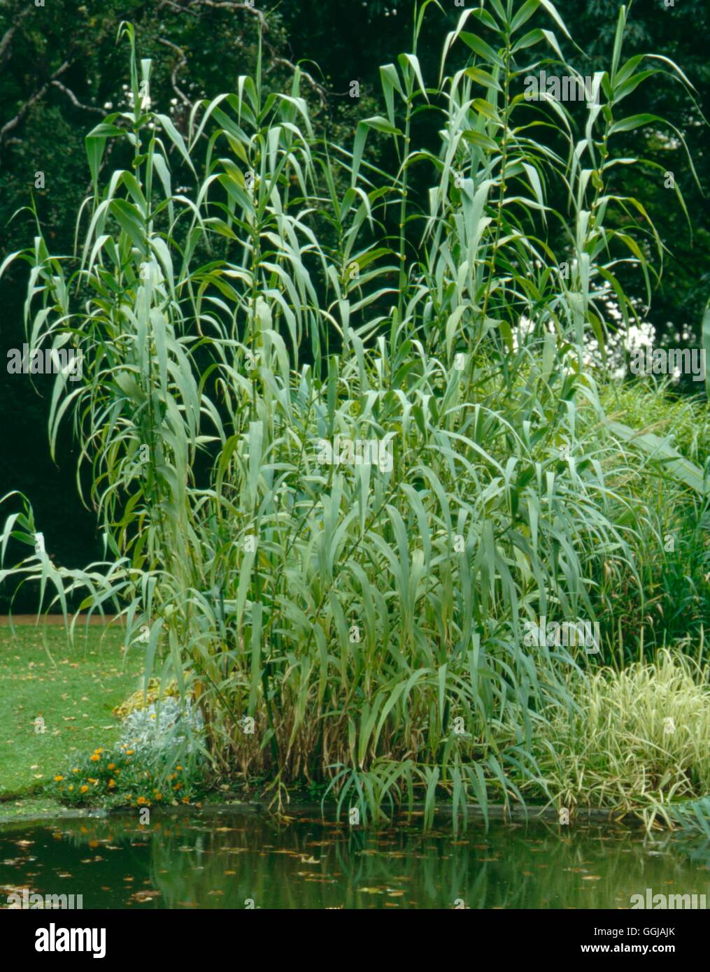Arundo donax - Giant Reed GRA050478 Stock Photo - Alamy