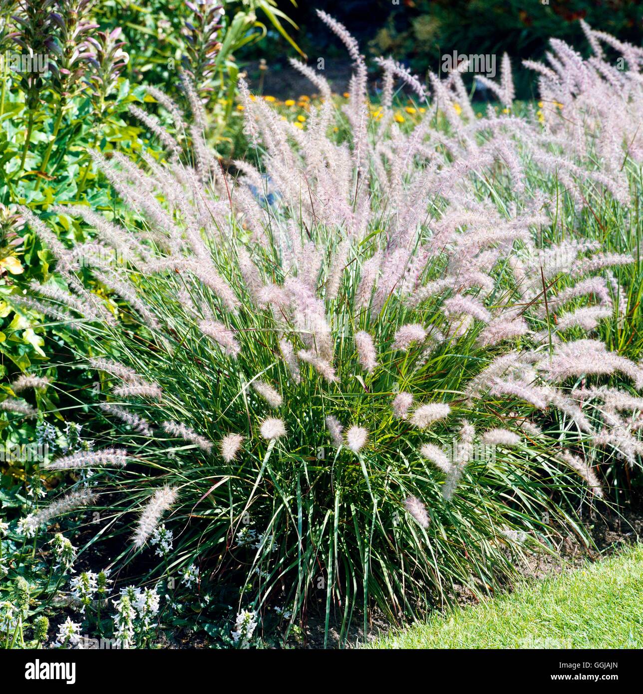 Pennisetum Orientale