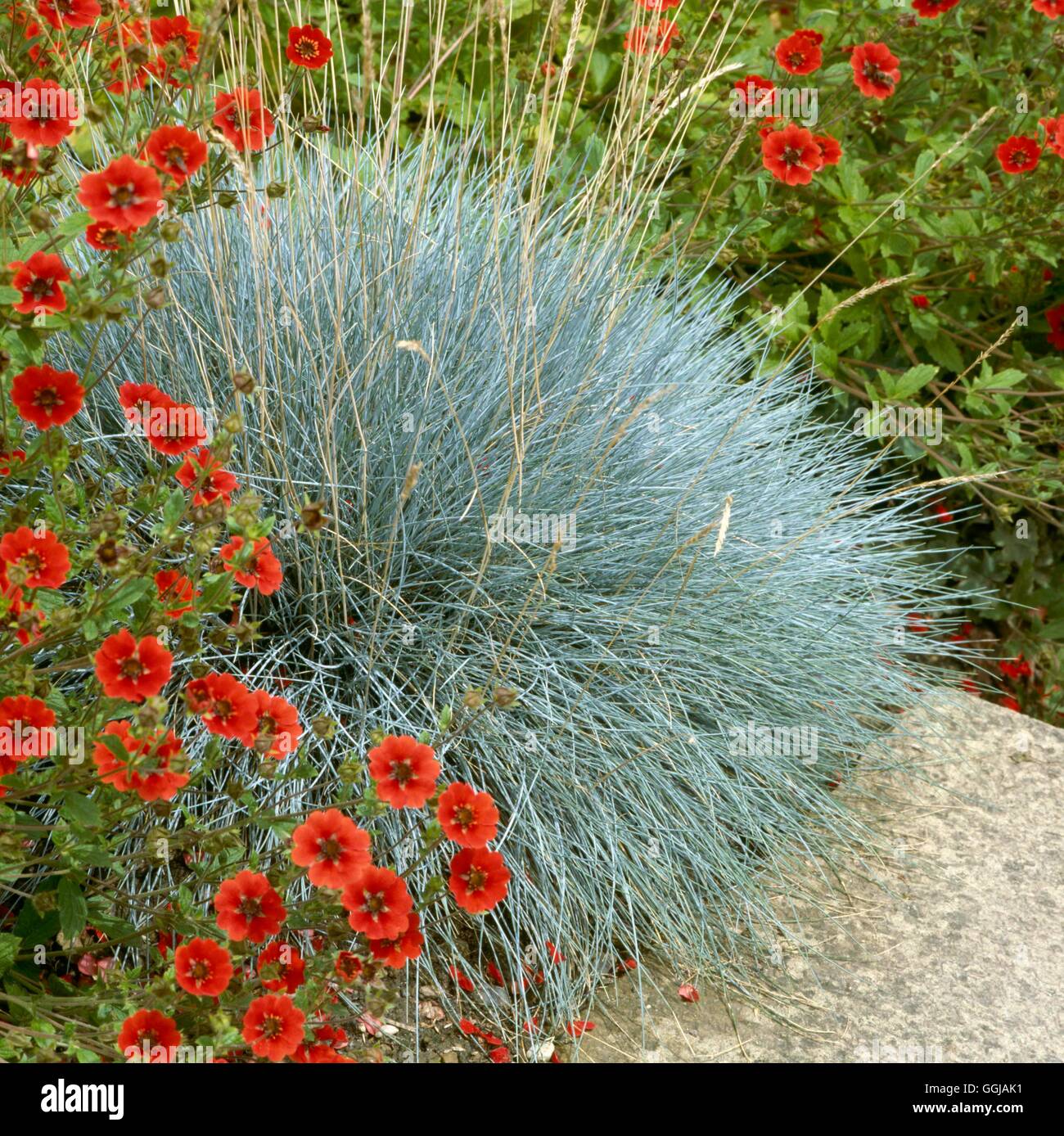 Festuca glauca - `Blauglut' - (Syn F.g. 'Blue Glow') GRA051845 Stock ...