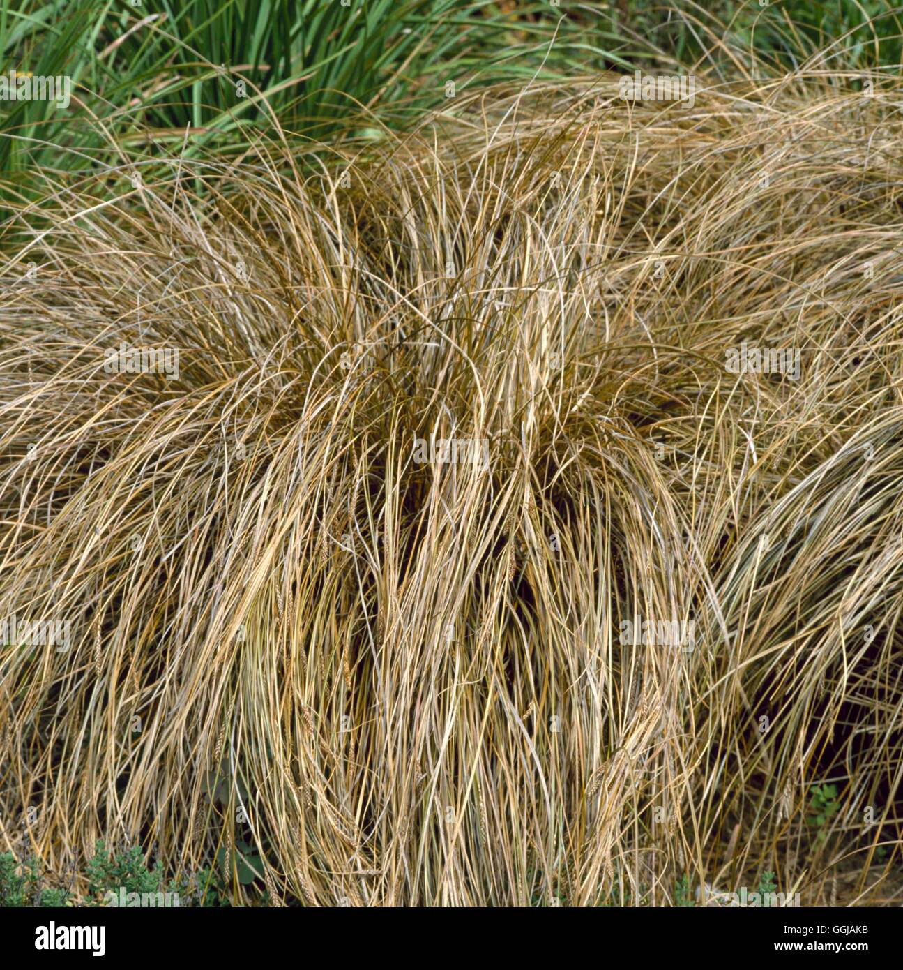 Carex comans ‘bronze form’ hi-res stock photography and images - Alamy