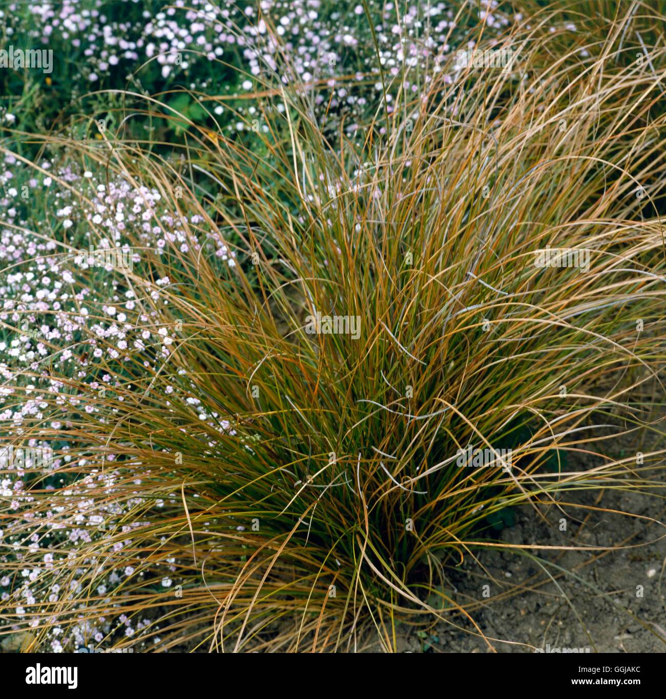 Carex testacea hi-res stock photography and images - Alamy
