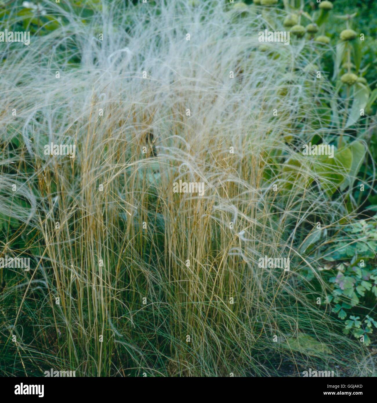 Stipa barbata GRA057299 Stock Photo - Alamy