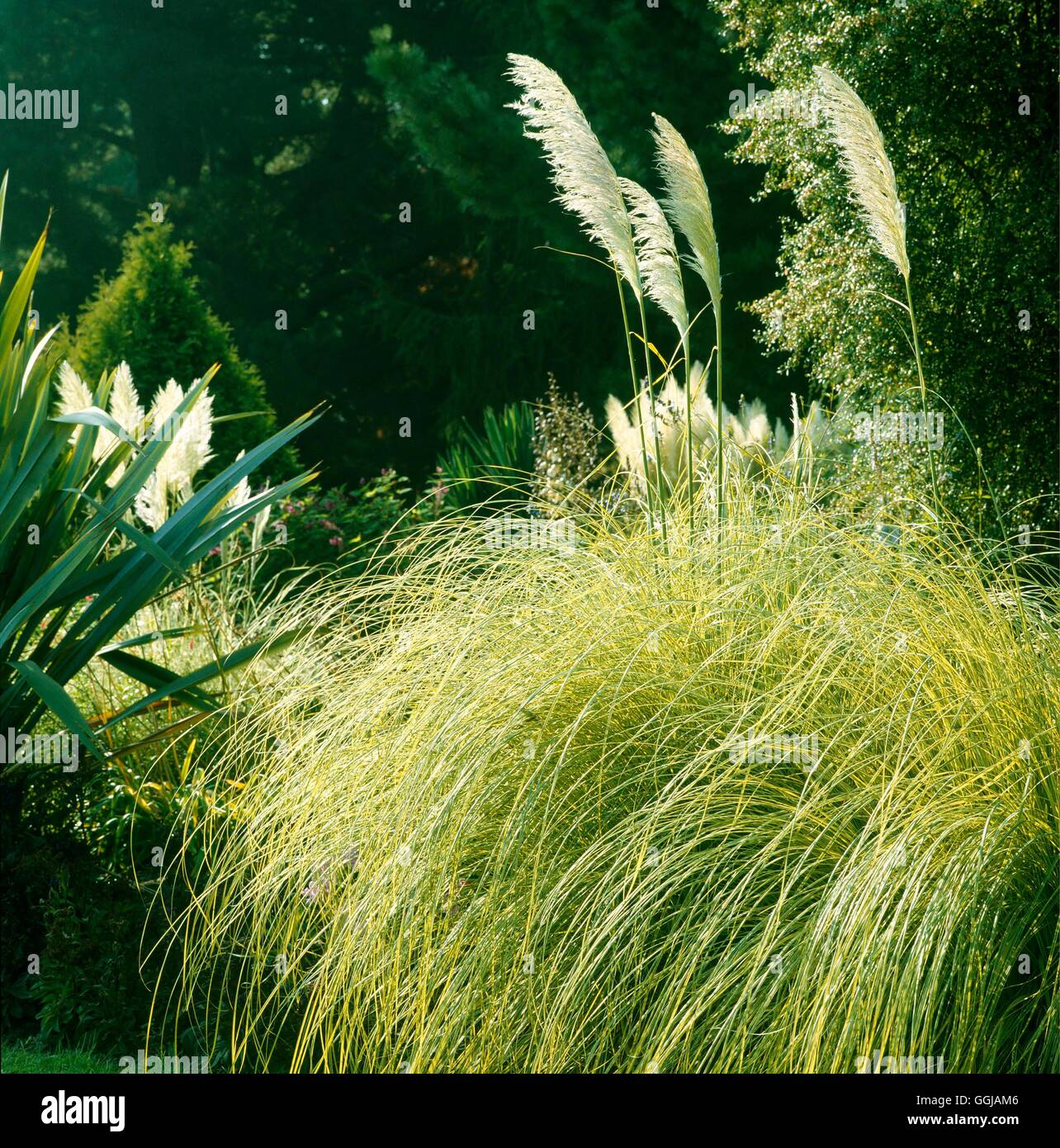 Cortaderia selloana aureolineata gold band hi-res stock photography and ...