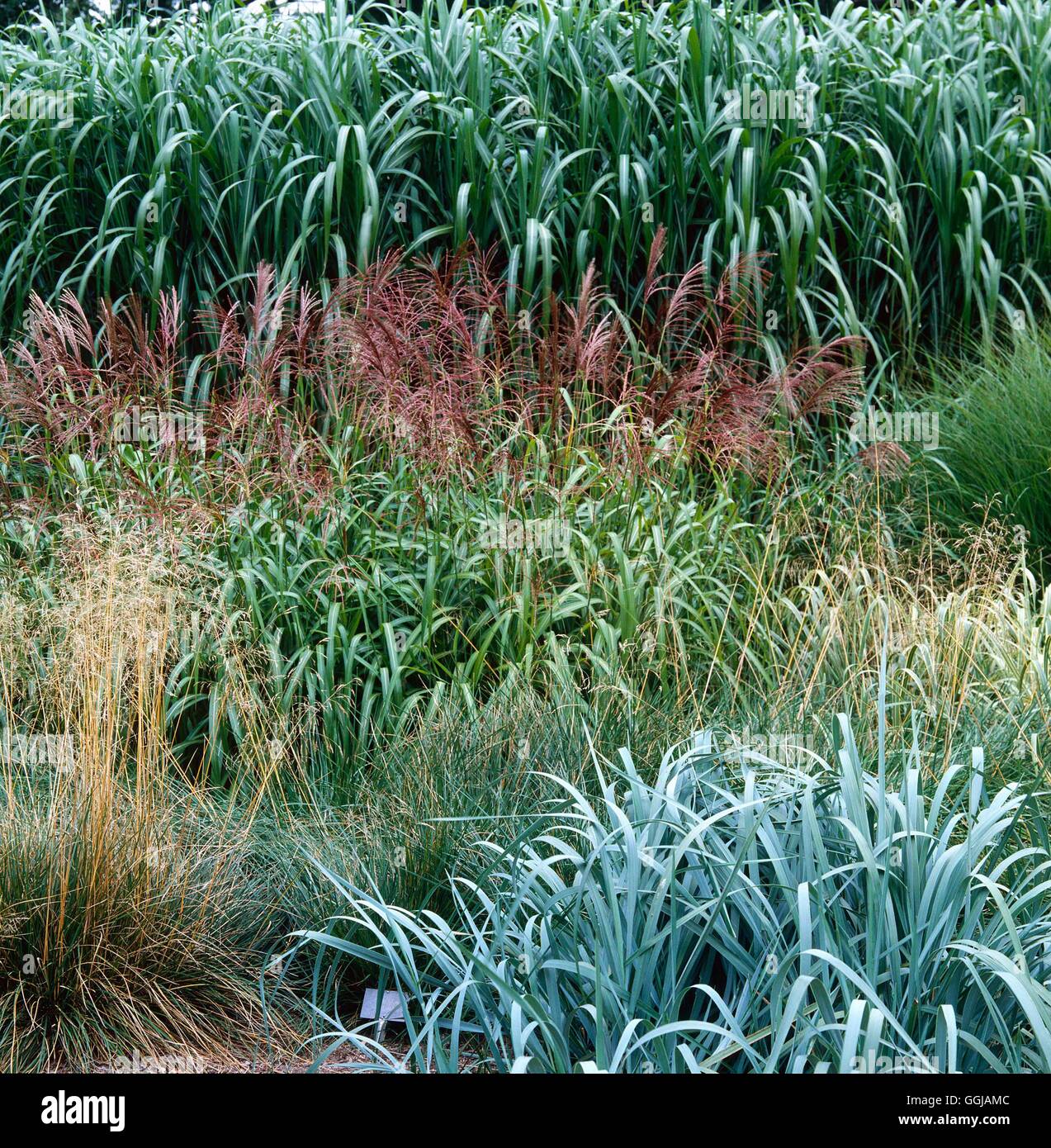 Grasses ornamental hi-res stock photography and images - Alamy