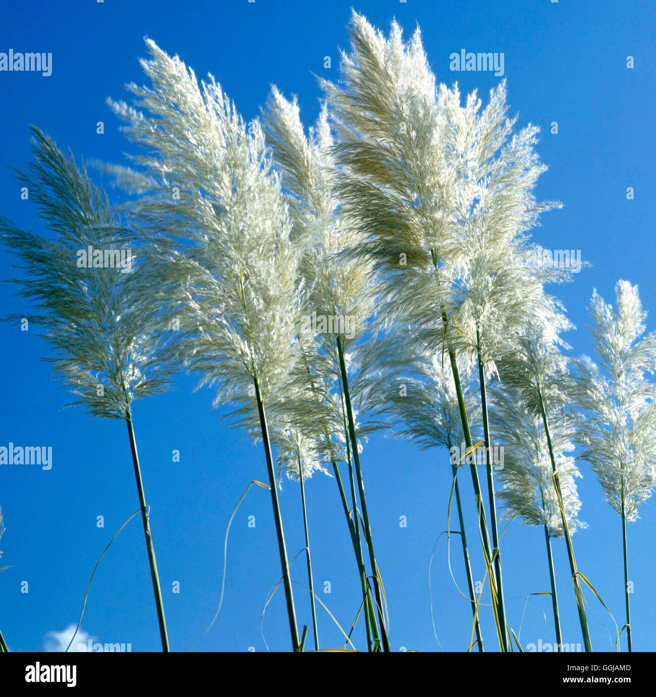 Cortaderia selloana - `Aureolineata' GRA059001 Stock Photo - Alamy