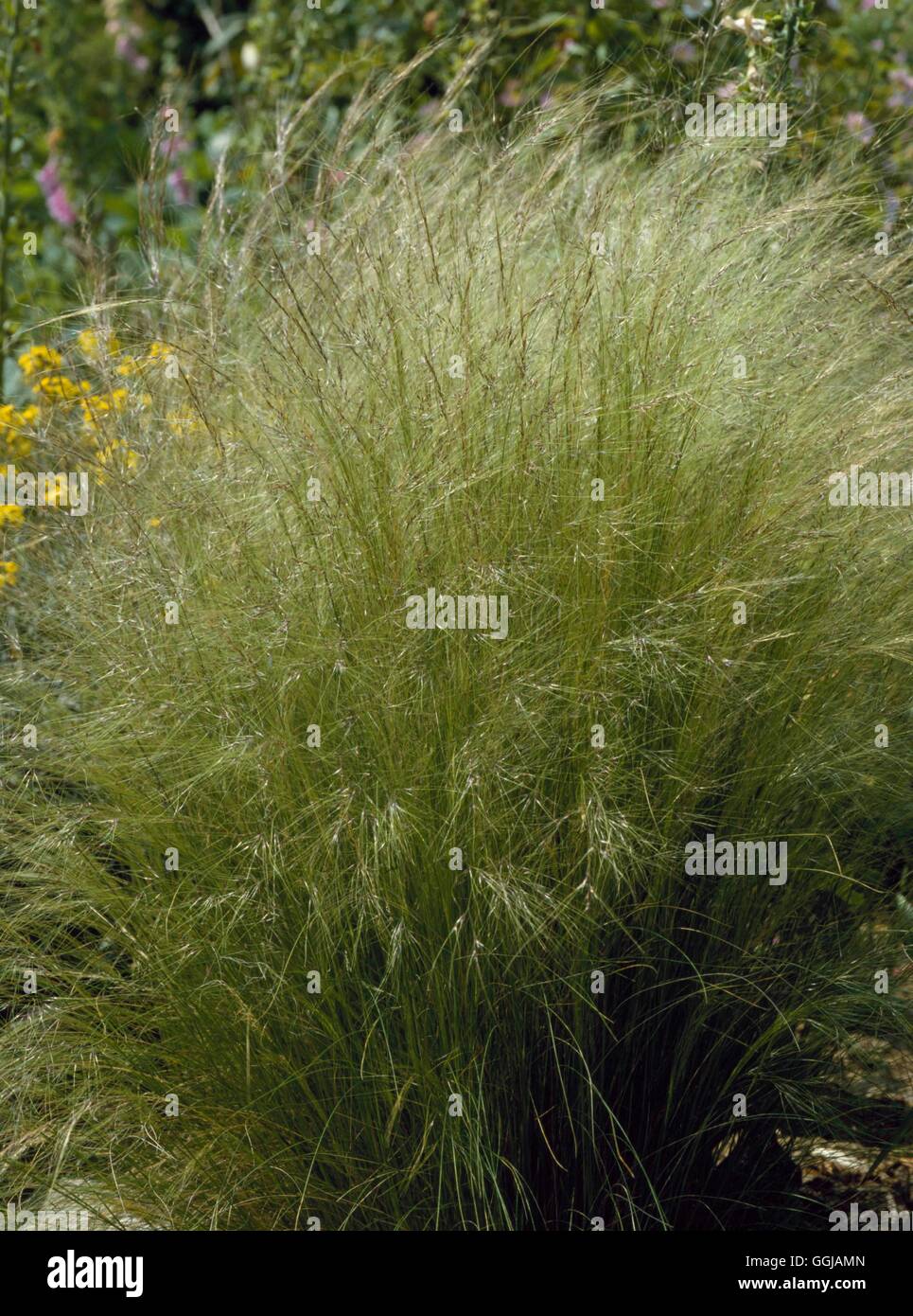 Stipa capillata GRA063307 Stock Photo - Alamy