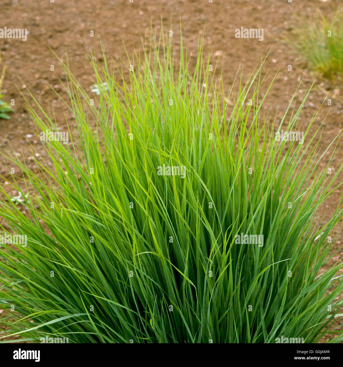 Purplemoorgrass hi-res stock photography and images - Alamy