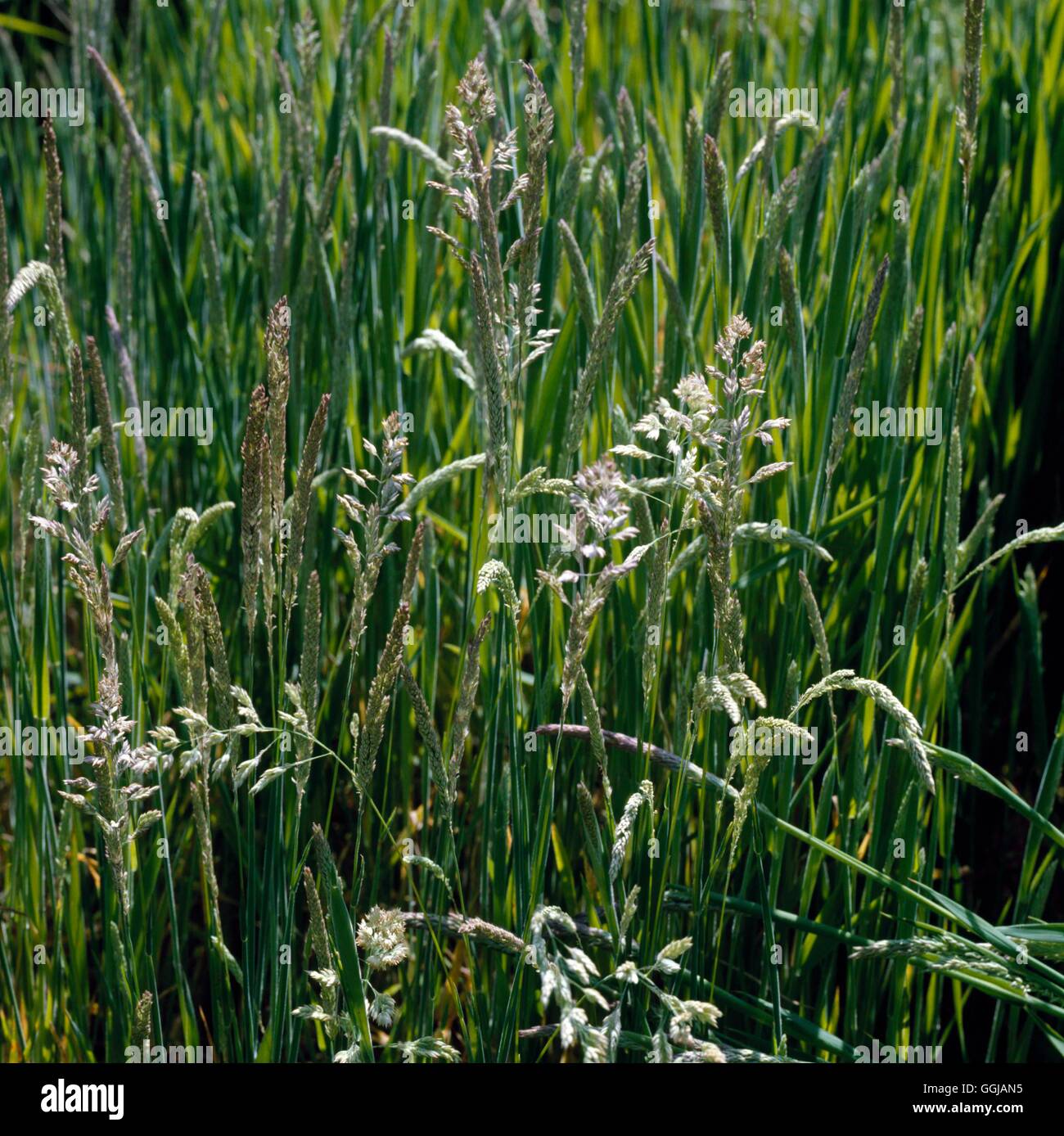 Holcus lanatus GRA068254 Stock Photo - Alamy