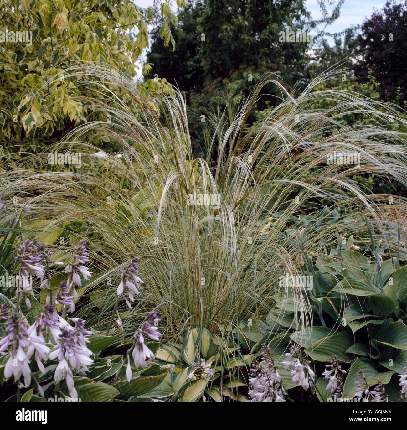 Ornamentalgrass hi-res stock photography and images - Alamy