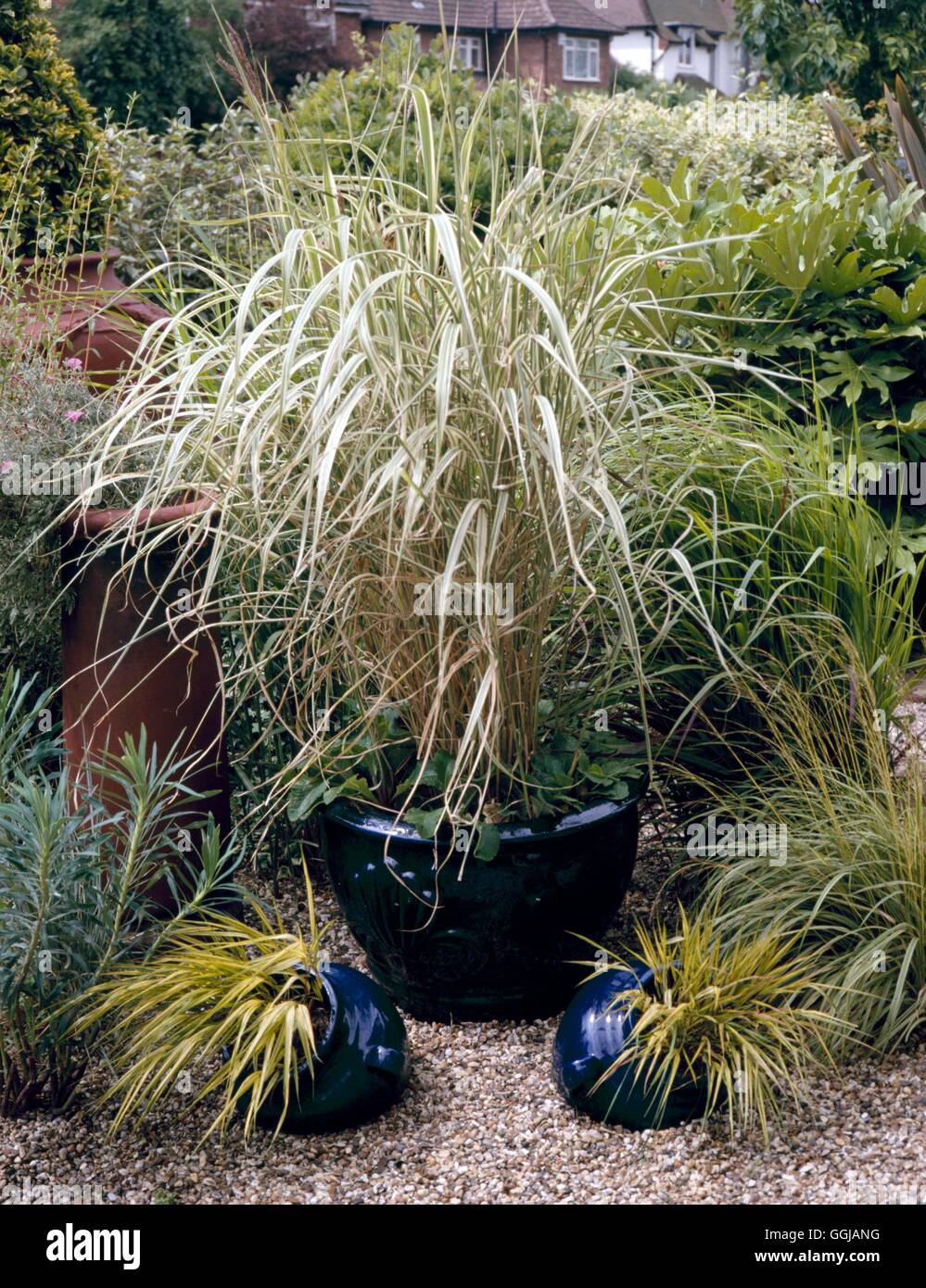Grasses - Mixed - with Miscanthus sinensis `Variegatus' and ...