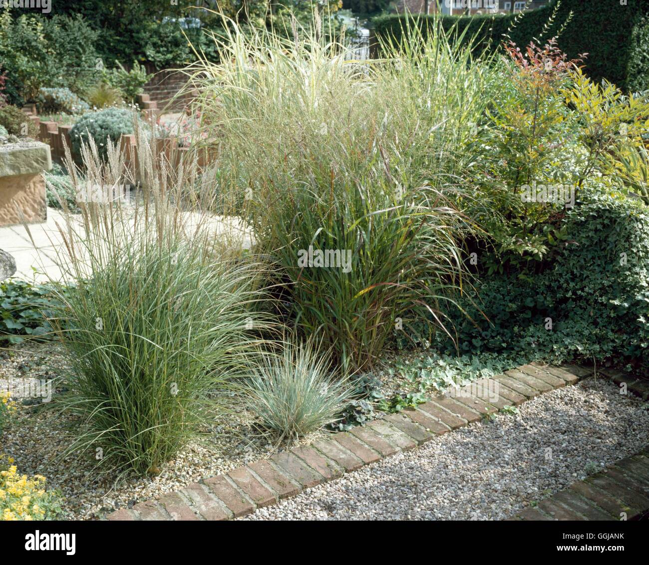 Grasses gravel garden hi-res stock photography and images - Alamy