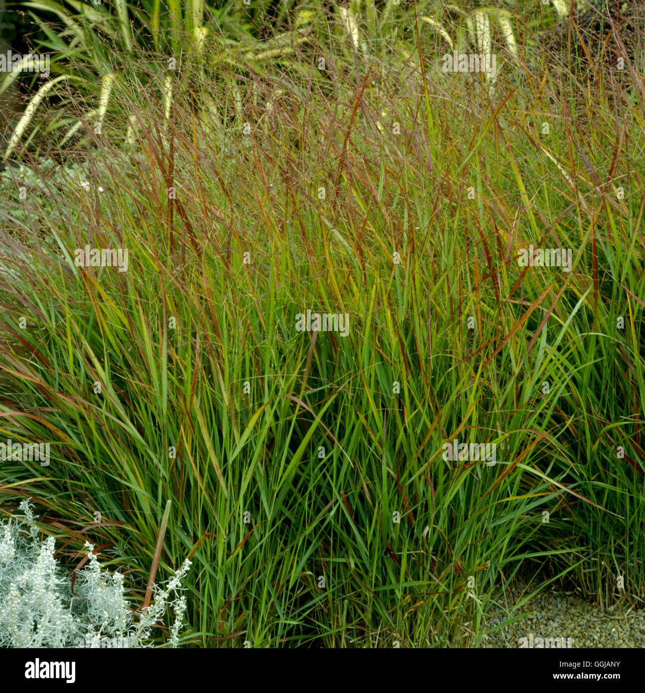 Panicum hanse herms hi-res stock photography and images - Alamy