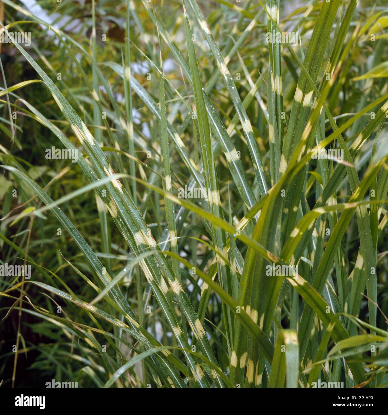 Miscanthussinensisstrictus hi-res stock photography and images - Alamy