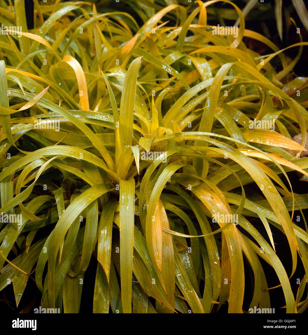 Luzula sylvatica hi-res stock photography and images - Alamy