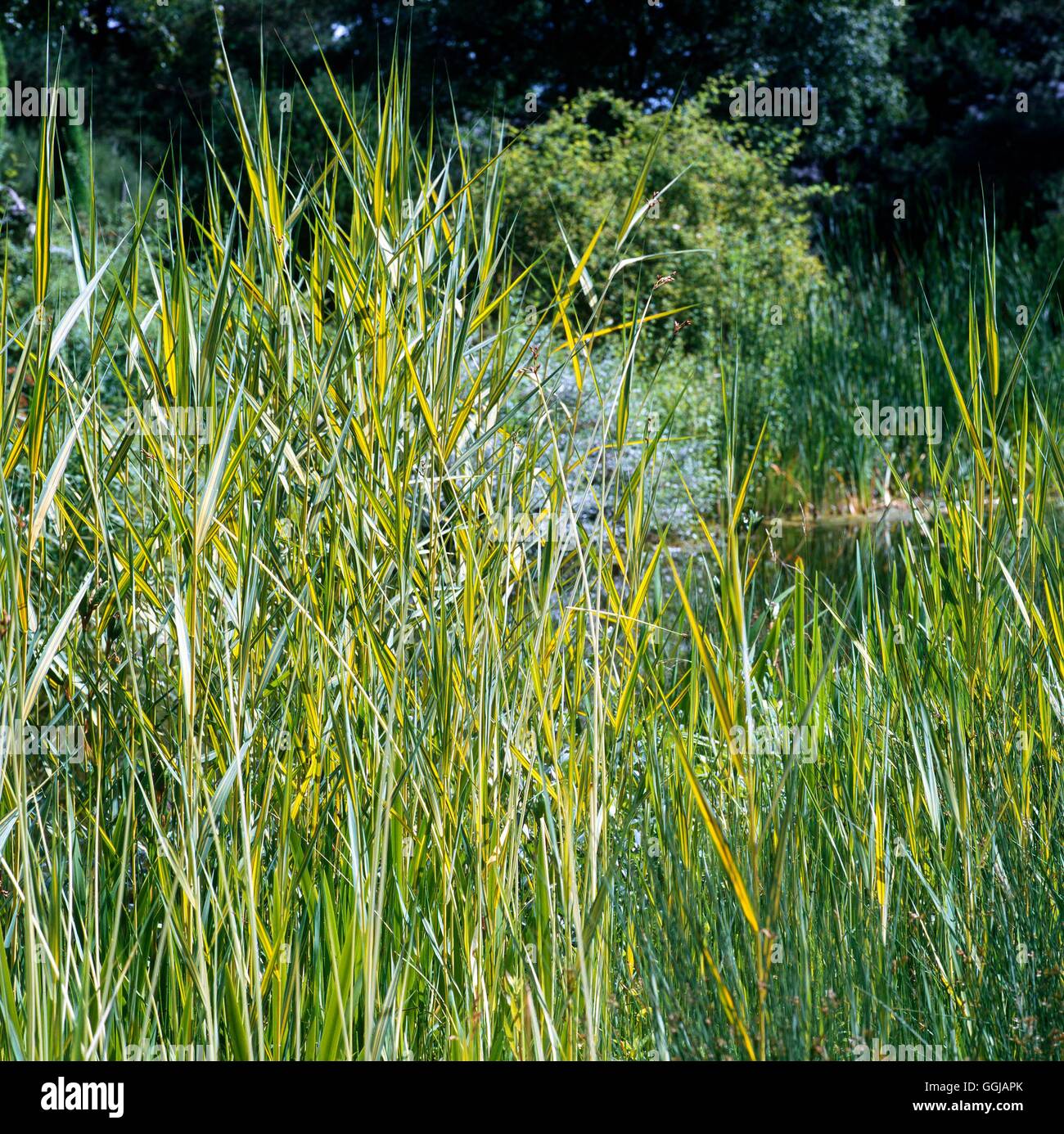 Phragmites australis - 'Variegatus' GRA088781 Stock Photo - Alamy