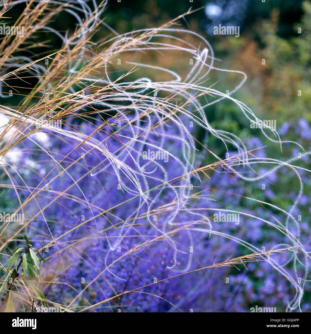 Stipa barbata hi-res stock photography and images - Alamy