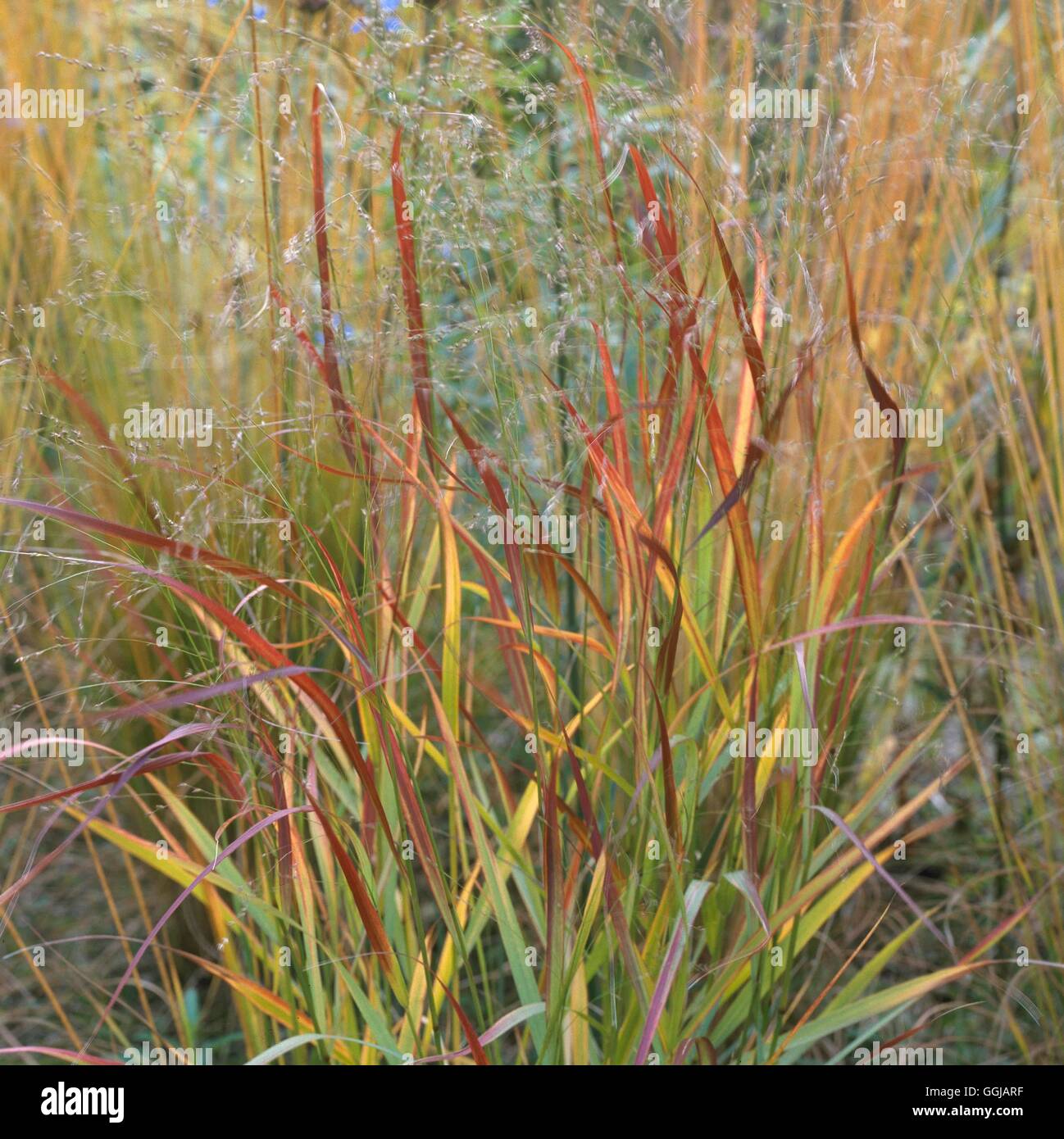 Panicum Grass High Resolution Stock Photography and Images - Alamy
