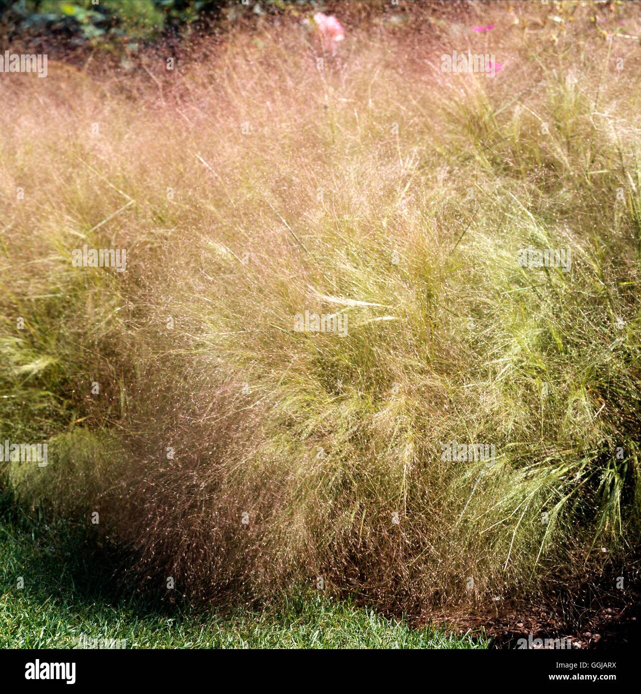 Airoides hi-res stock photography and images - Alamy