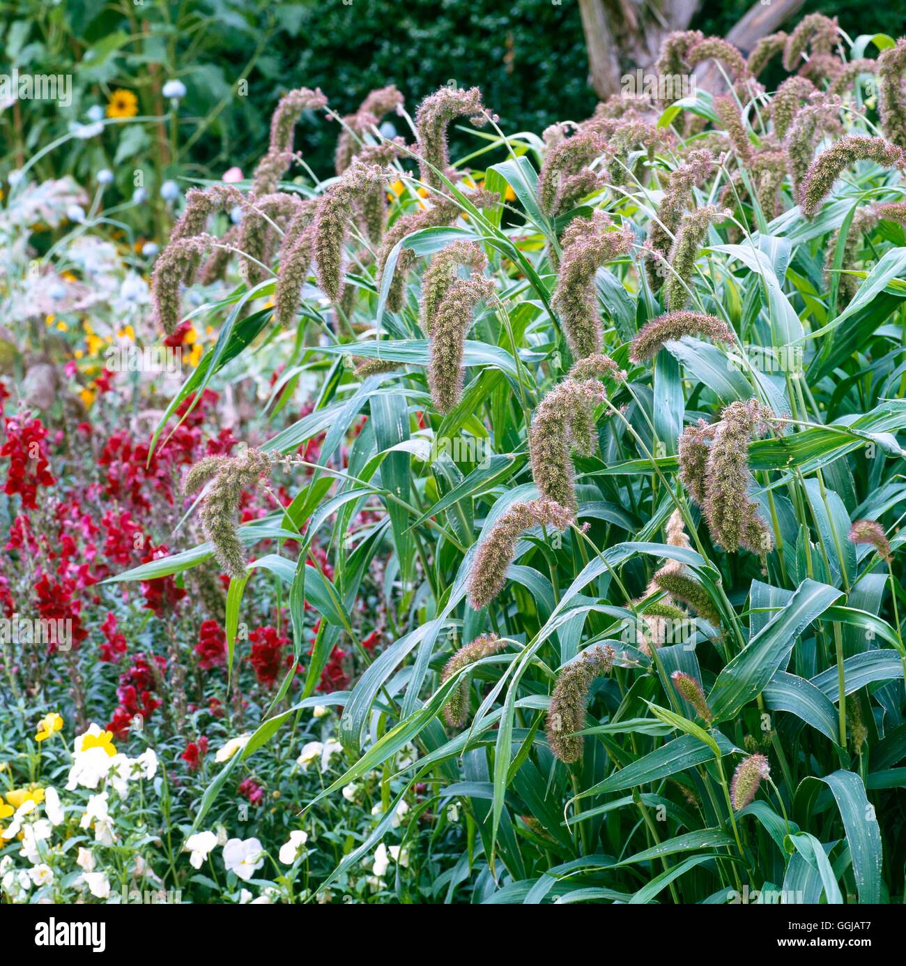 Setaria italica hi-res stock photography and images - Alamy