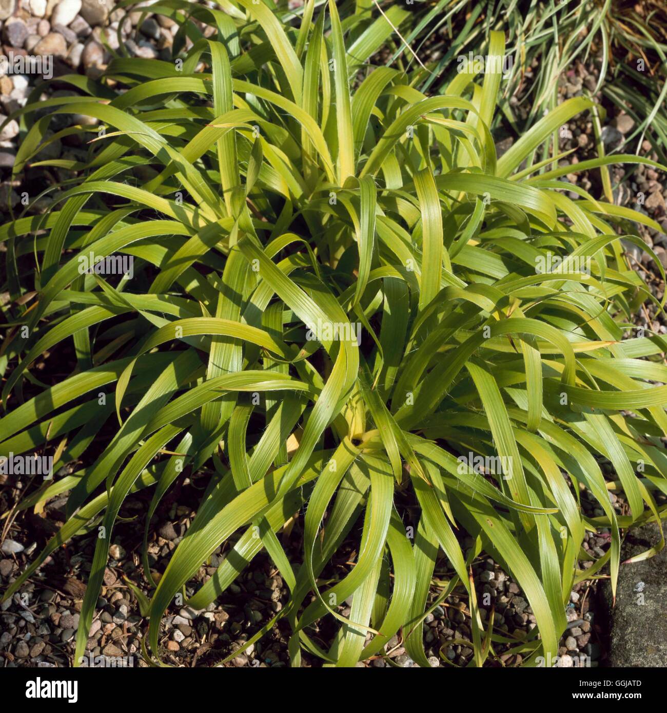 Luzula sylvatica hi-res stock photography and images - Alamy