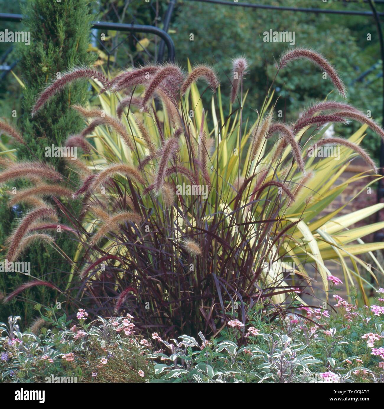 Pennisetum setaceum - `Rubrum' GRA108765 Stock Photo - Alamy