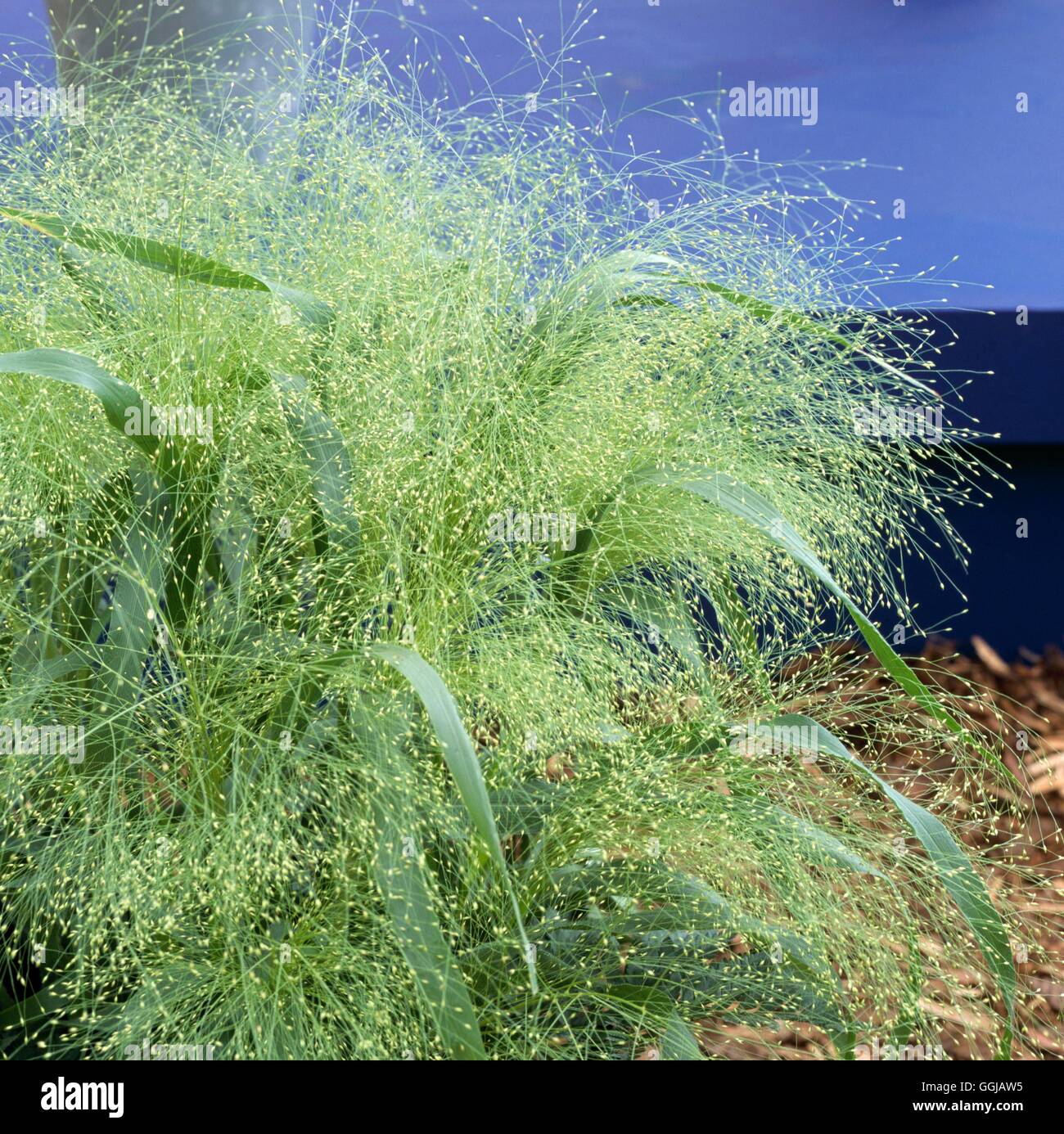 Panicum hi-res stock photography and images - Alamy