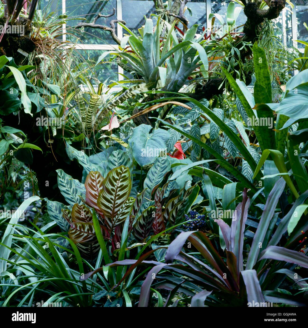 Greenhouse Interior - Ornamental - with mixed foliage plants GRH026273 ...