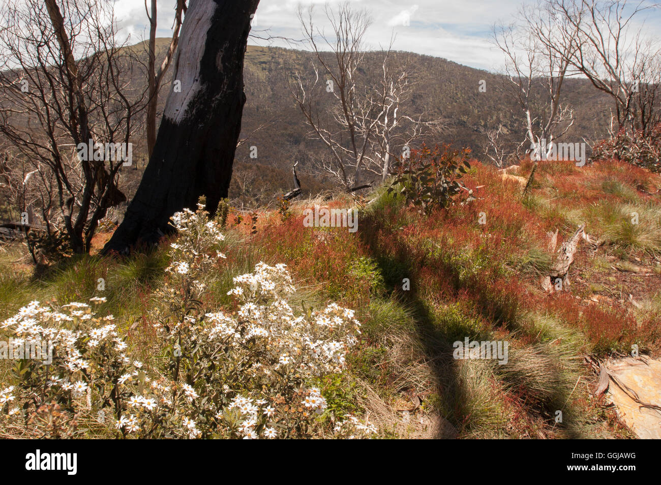 Landscape in the Victoria High Country Stock Photo - Alamy