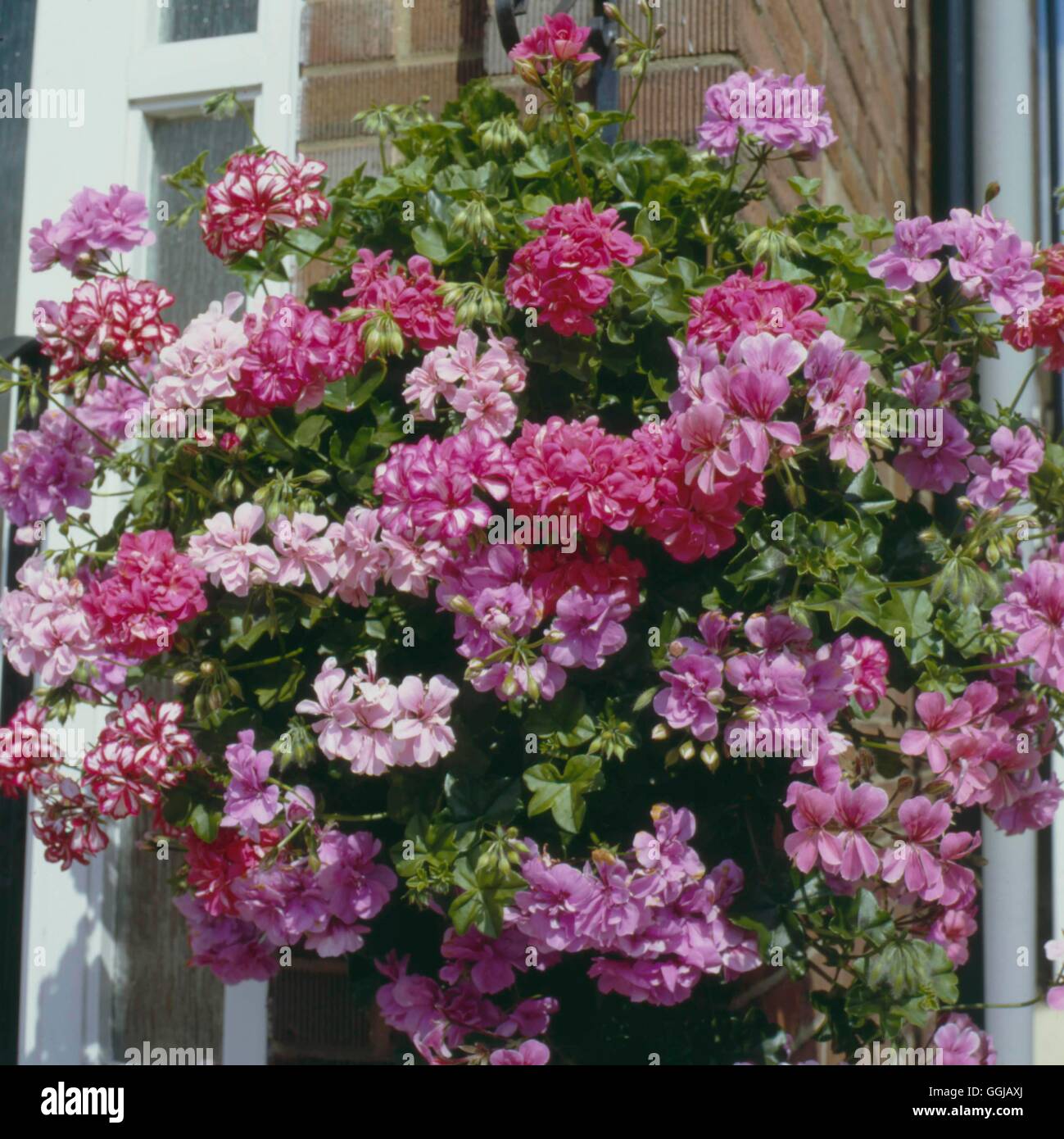 Ivy leaved pelargoniums hi-res stock photography and images - Alamy