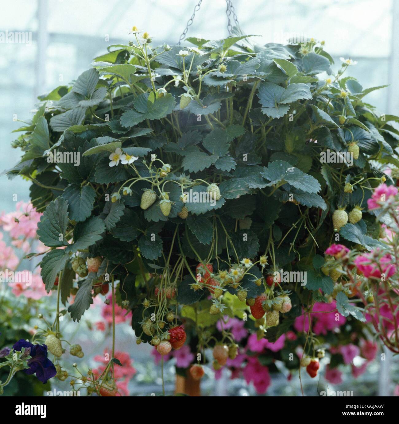 Hanging Basket Strawberry High Resolution Stock Photography and Images ...