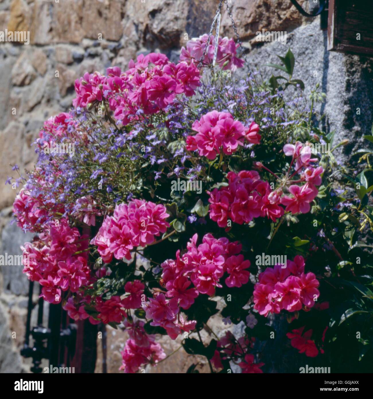 Geraniums lobelia hi-res stock photography and images - Alamy