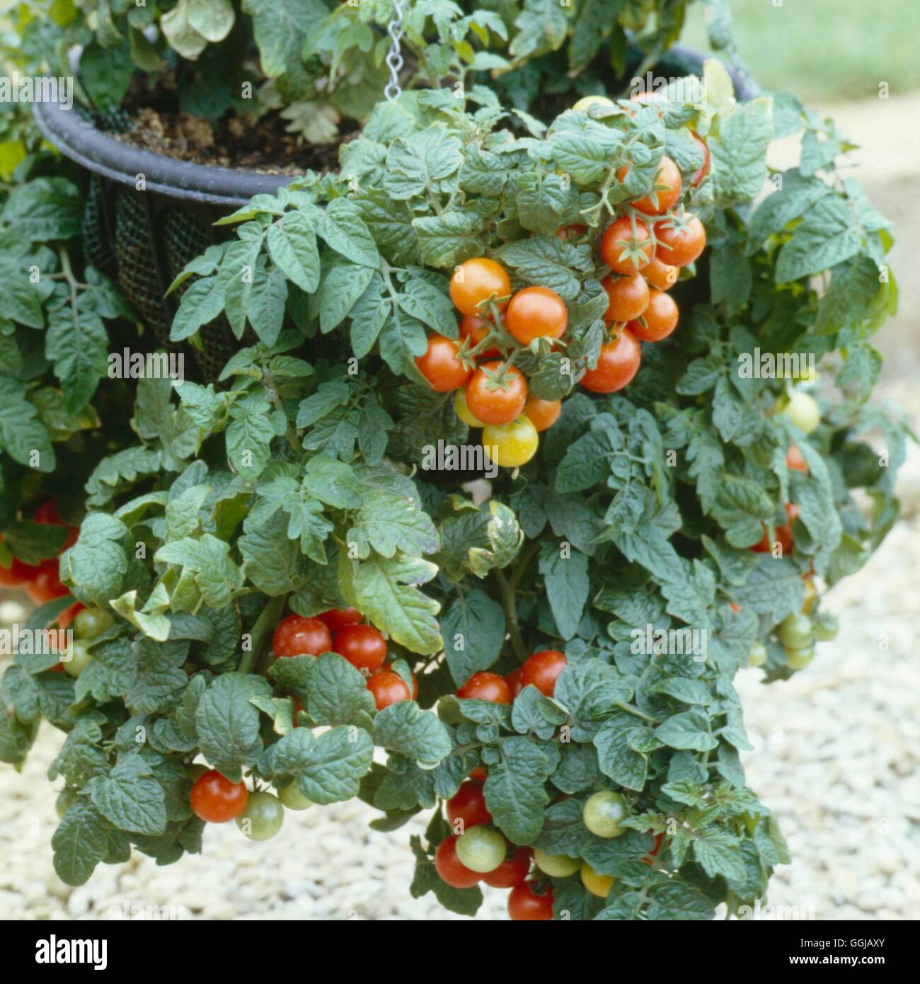 Hangingbasket hi-res stock photography and images - Alamy