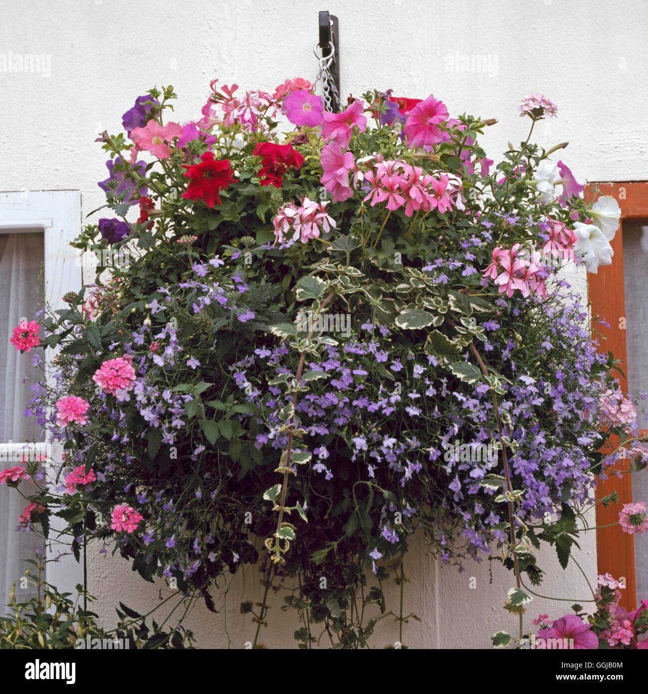 Geraniums lobelia hi-res stock photography and images - Alamy