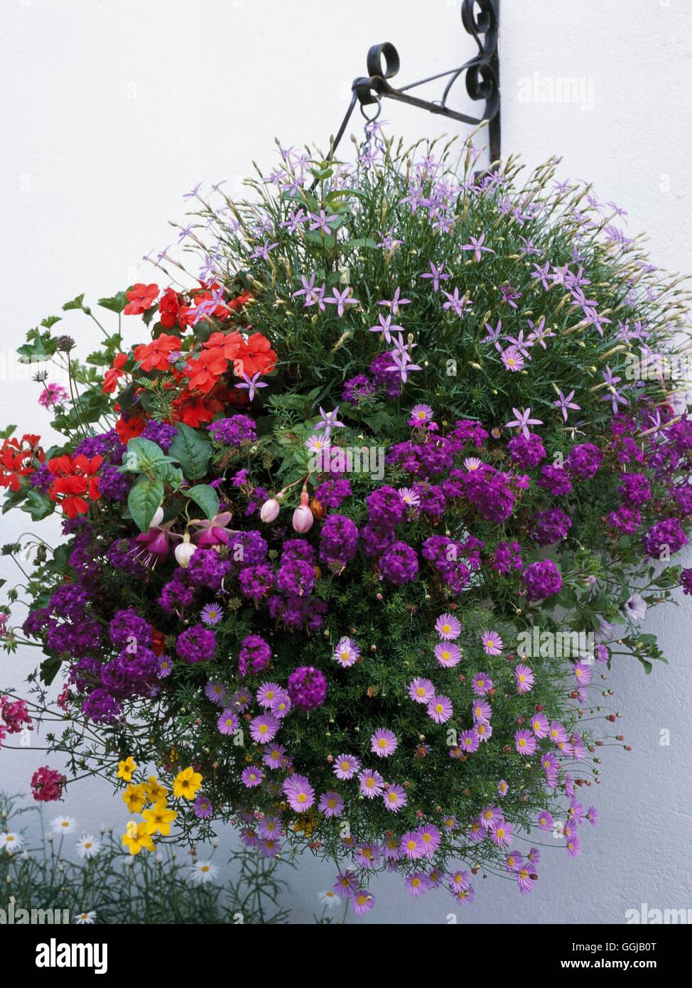 Bidens verbena hi-res stock photography and images - Alamy