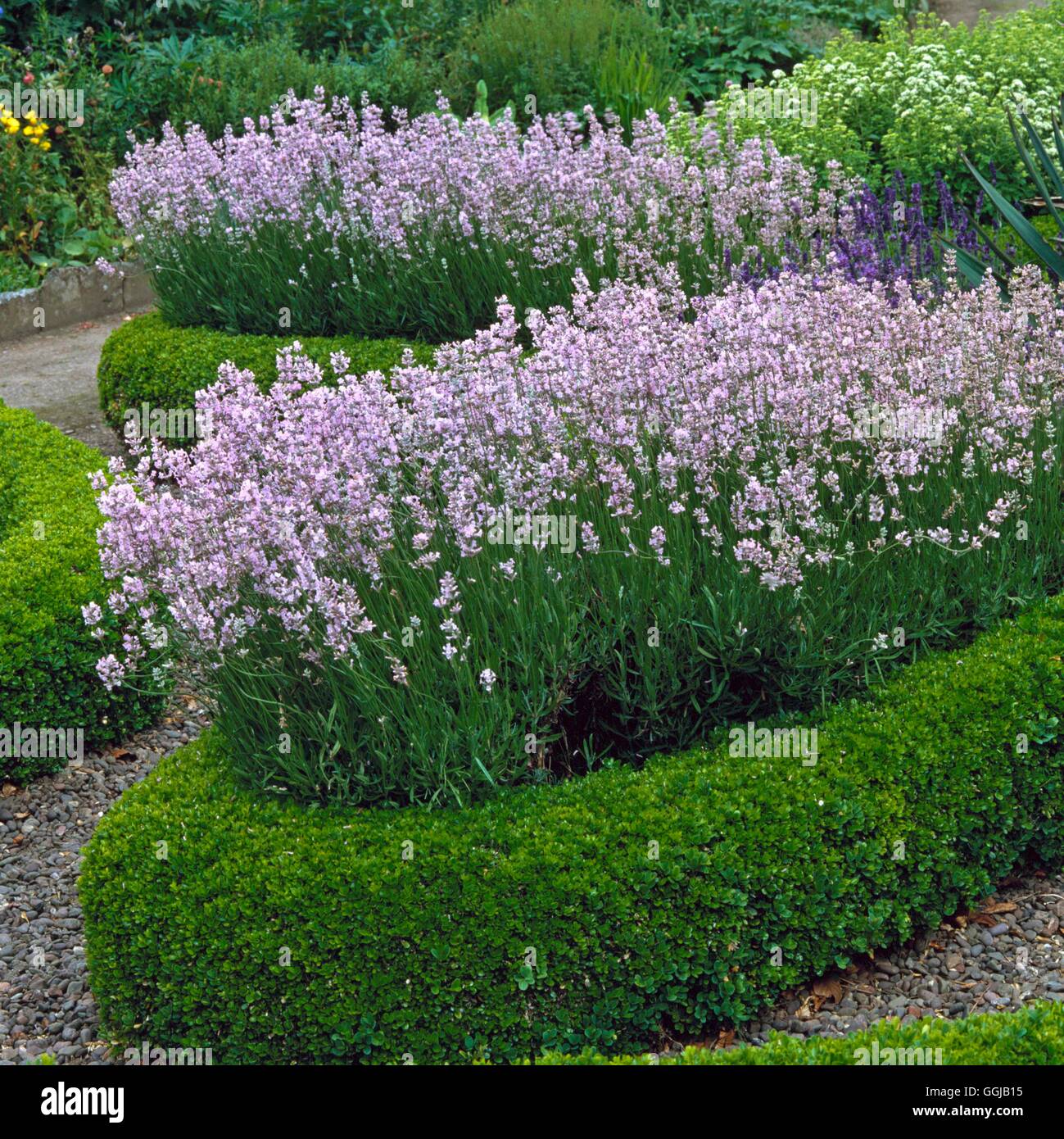 Hedge - of Buxus sempervirens `Suffruticosa' HED003034 Stock Photo - Alamy