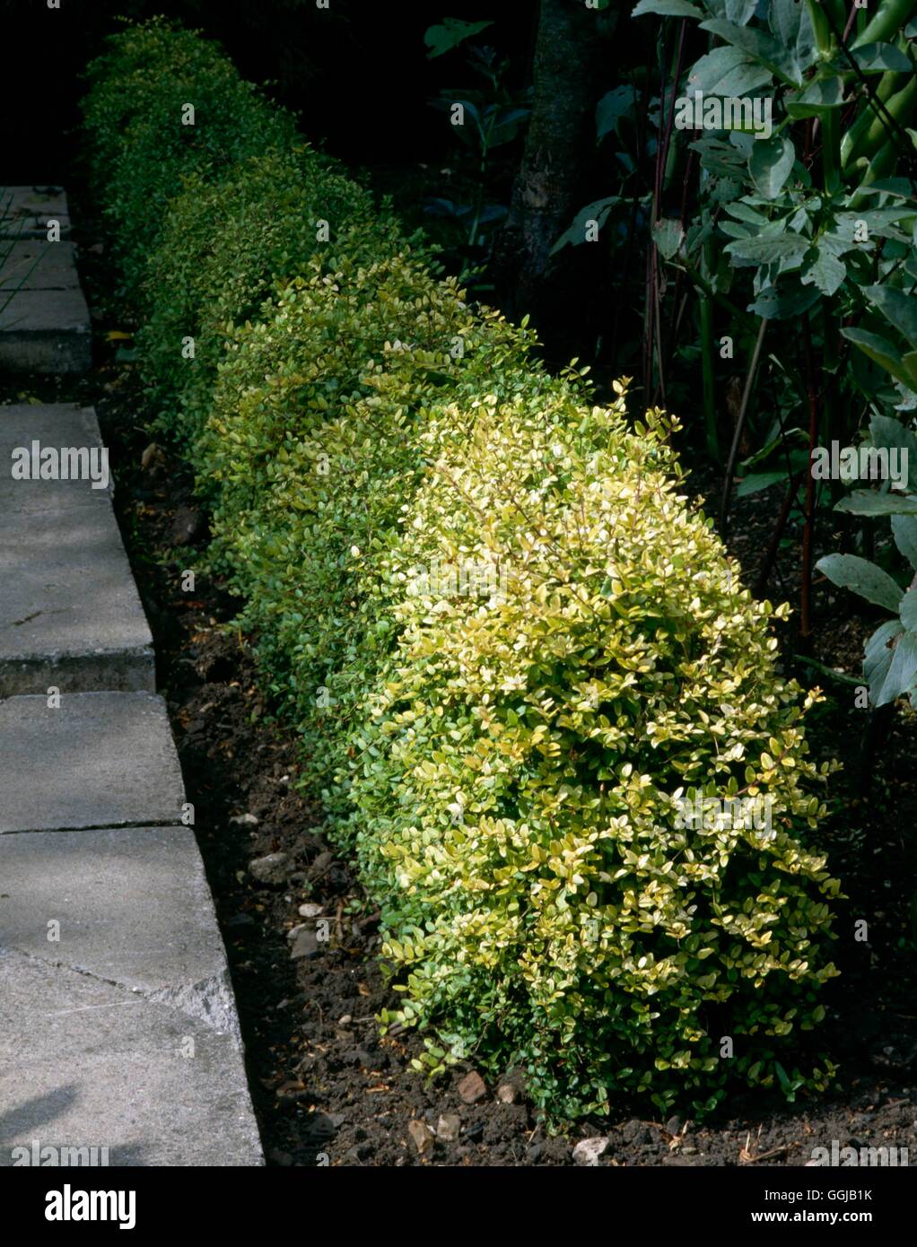 Hedge - of Lonicera nitida `Baggessen's Gold' HED014864 Stock Photo - Alamy