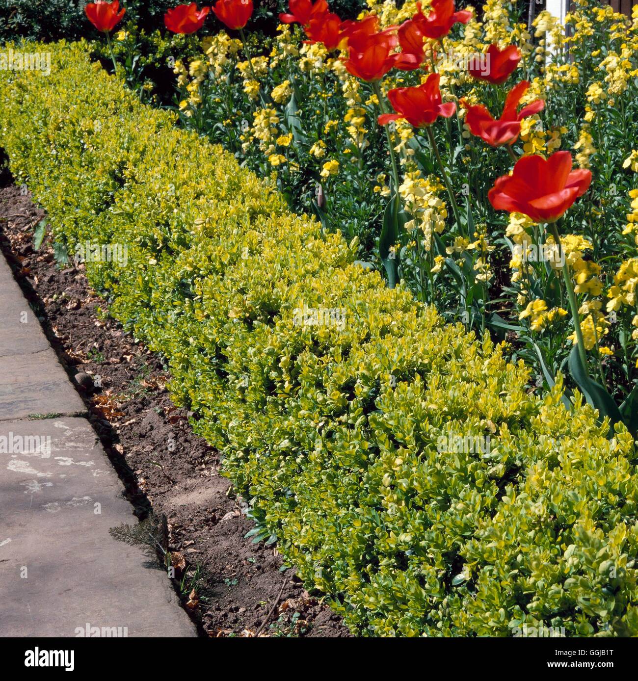 Buxus sempervirens hedge hi-res stock photography and images - Alamy