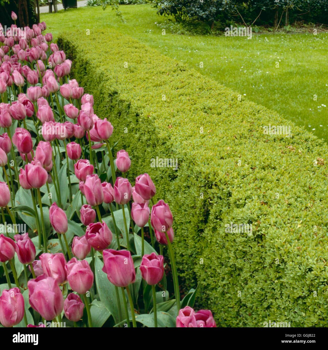 Buxus box hedge hi-res stock photography and images - Alamy